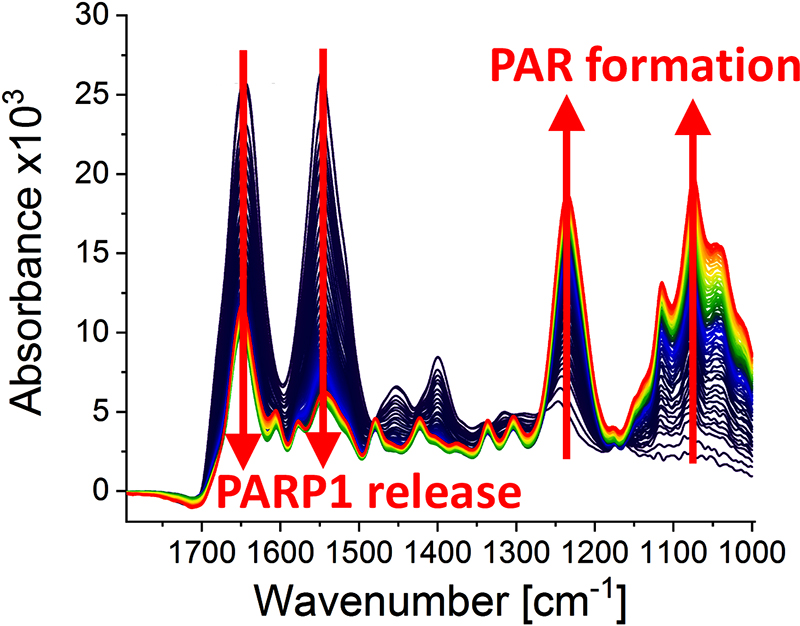 Real-time IR observation of enzymatic processes on DNA | Spectroscopy ...