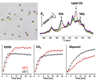 Real-time solid-state NMR spectroscopy inside living cells ...